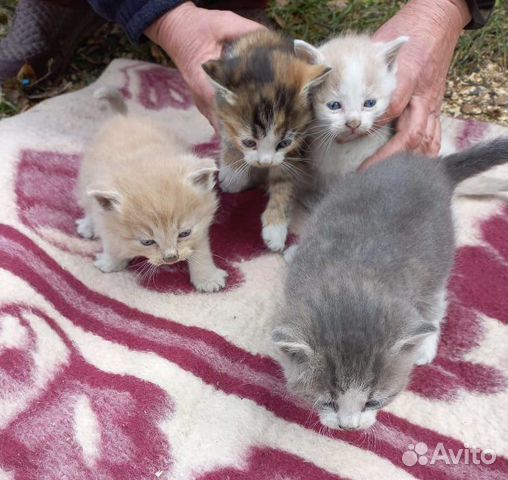 Отдам котят в добрые руки
