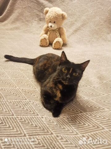 Нюша в поисках дома