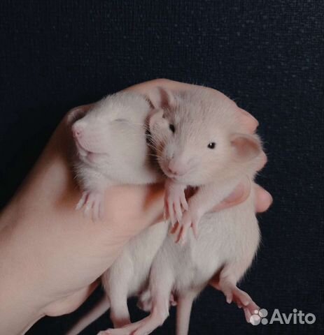 Крыса, Крысята, Крысята Фавн