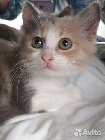 Котенок в дар