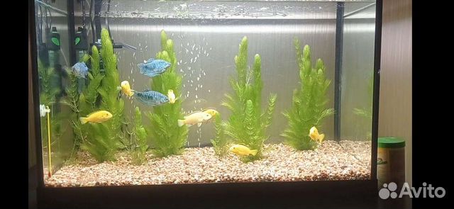 Цихлиды Еллоу