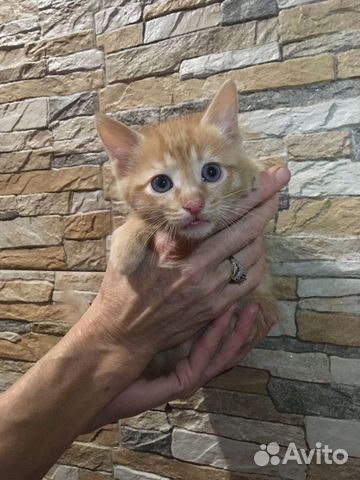 Котики красавчики