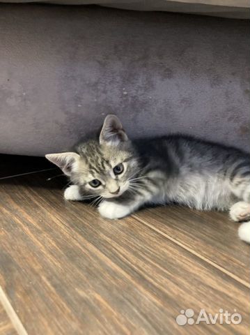 Котенок ищет хозяев