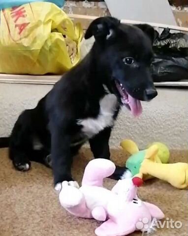 Коротколапик метис корги