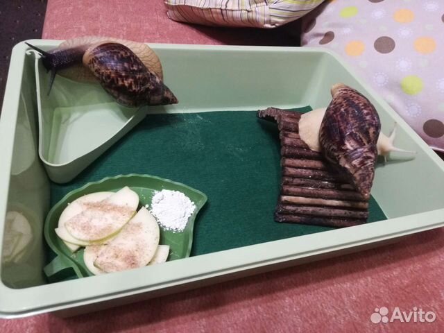 Ахатины улитки в дар