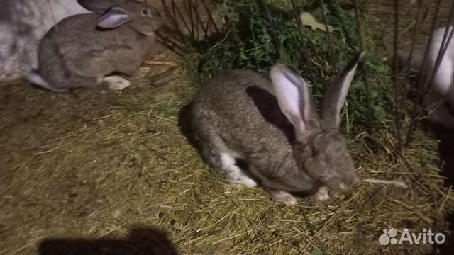 Кролики породы фландр