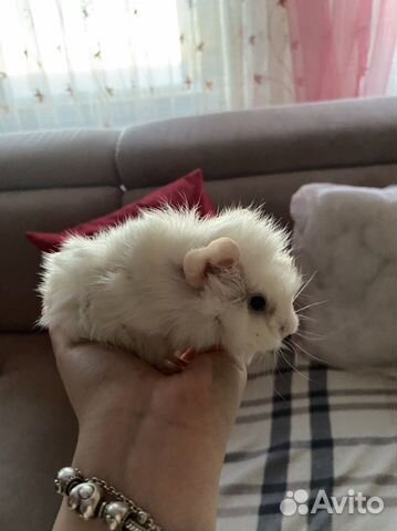 Морская свинка девочка