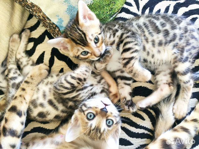 Бенгальская кошка