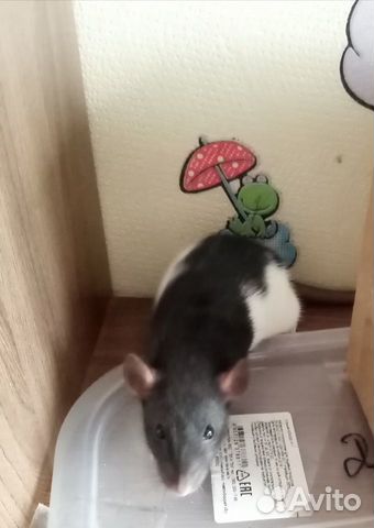 Декоративная крыса