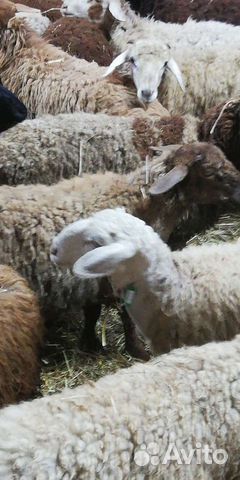 Бараны от 140 голов оптом
