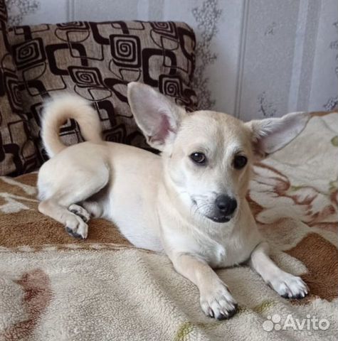 Федя 8 кг в добрые руки