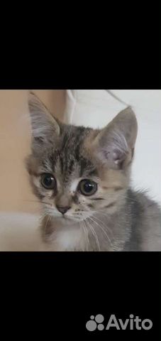 Кошечка в добрые руки