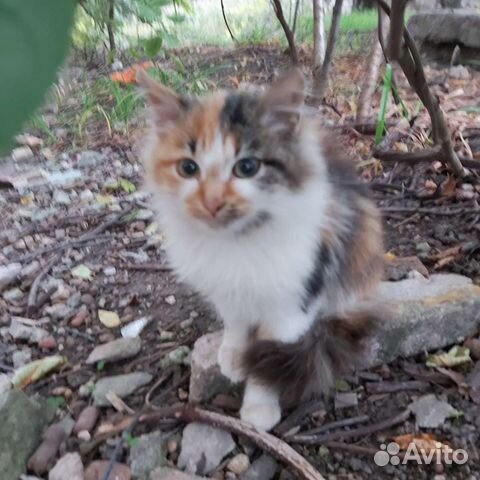 Трехцветочка