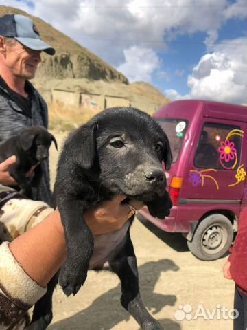 Щенки ищут дом