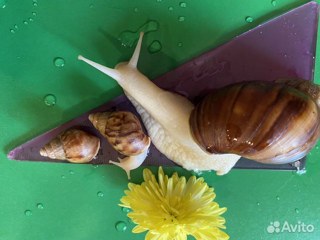 Улитка ахатина, малыши