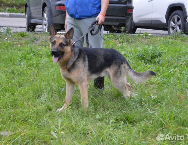 Овчар Вальтер в добрые руки