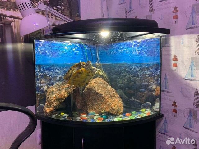 Отдам бесплатно черепах