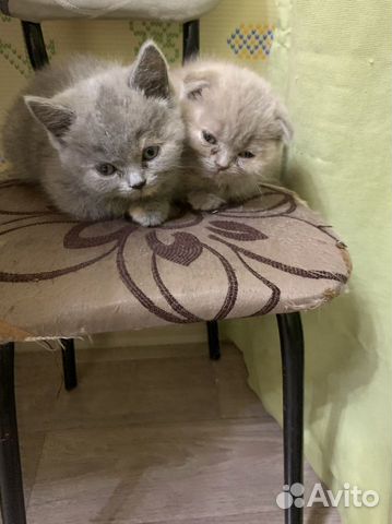 Кошечки
