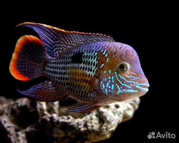 Акары берюзовые 3шт