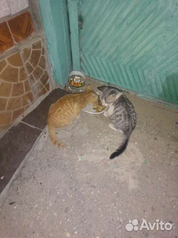 Кошки в добрые руки бесплатно