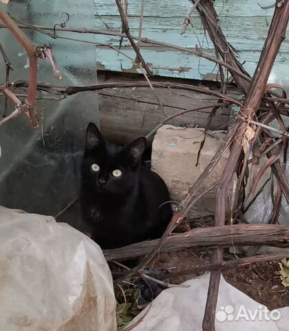 Котенок