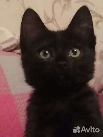 Котик в добрые руки