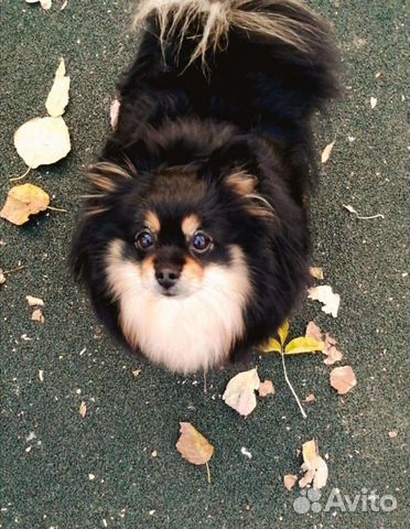 Немецкий шпиц вязка