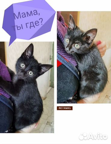 Кошки в добрые руки