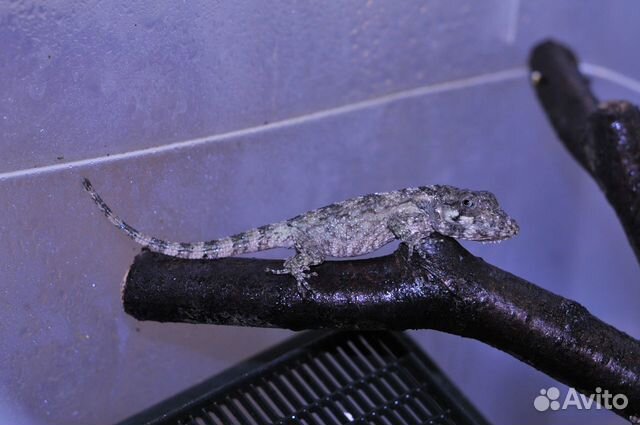 Хамелеолис поркус (Chamaeleolis porcus)