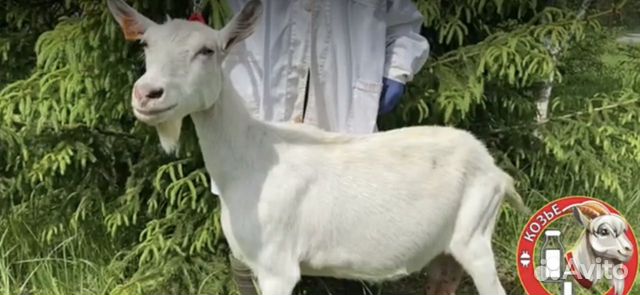 Коза Зааненская высокоудойная «Нежность»