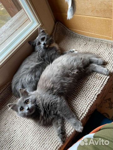 Котята в добрые руки бесплатно