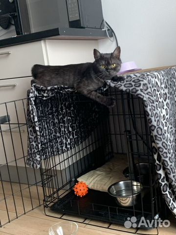 Кошка метиска 1 год