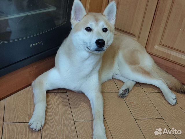 Потерялась собака