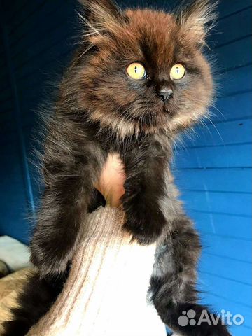 Котенок Домовенок Кузя чёрный пушистый Спасение