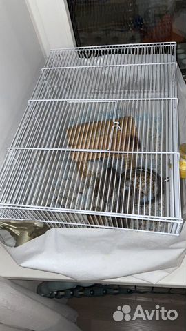 Песчанки с клеткой