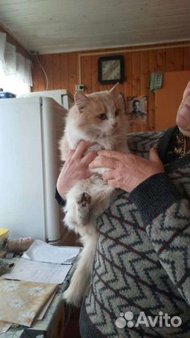 Кошечка в добрые руки