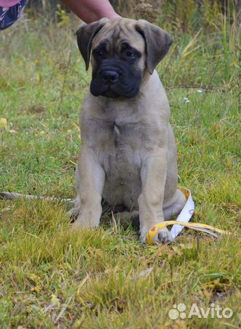 Мальчик бульмастиф