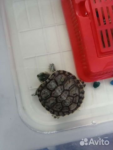 Черепаха