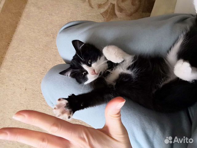 Котенок 3 месяца Ласкун