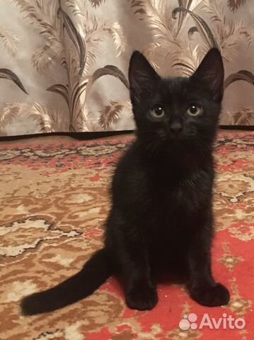 Котёнок дрессированный, чёрный в добрые руки беспл