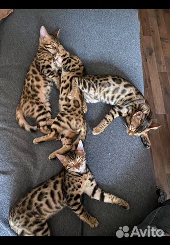 Бенгальская