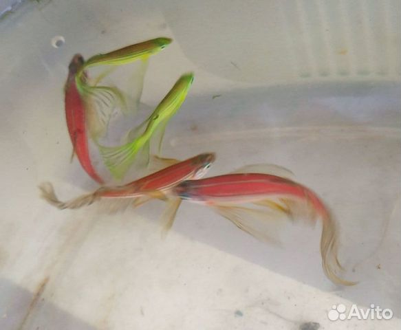 Рыбы данио-рерио, 5 штук