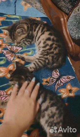 Бенгальские котята