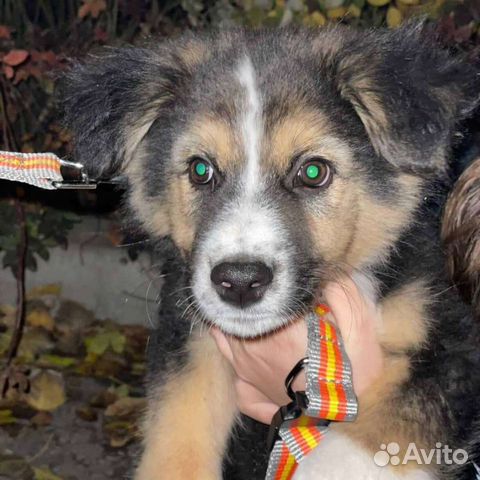 Собака в добрые руки щенок