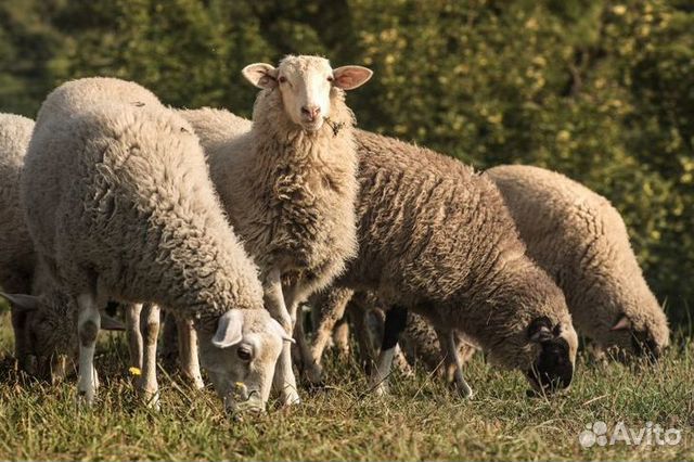 Овцы домашние