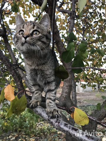 Кошечка в добрые руки