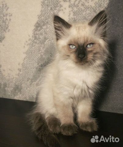 Шикарный котик-пушистик