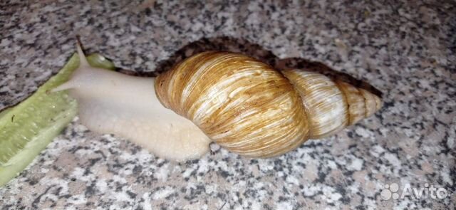 Улитки ахатины