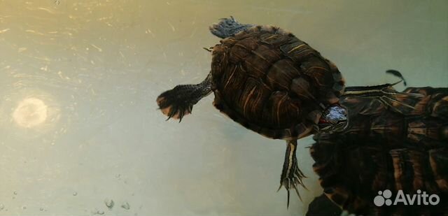 Красноухая черепаха с аквариумом