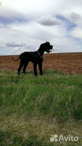 Ризеншнауцер Вязка